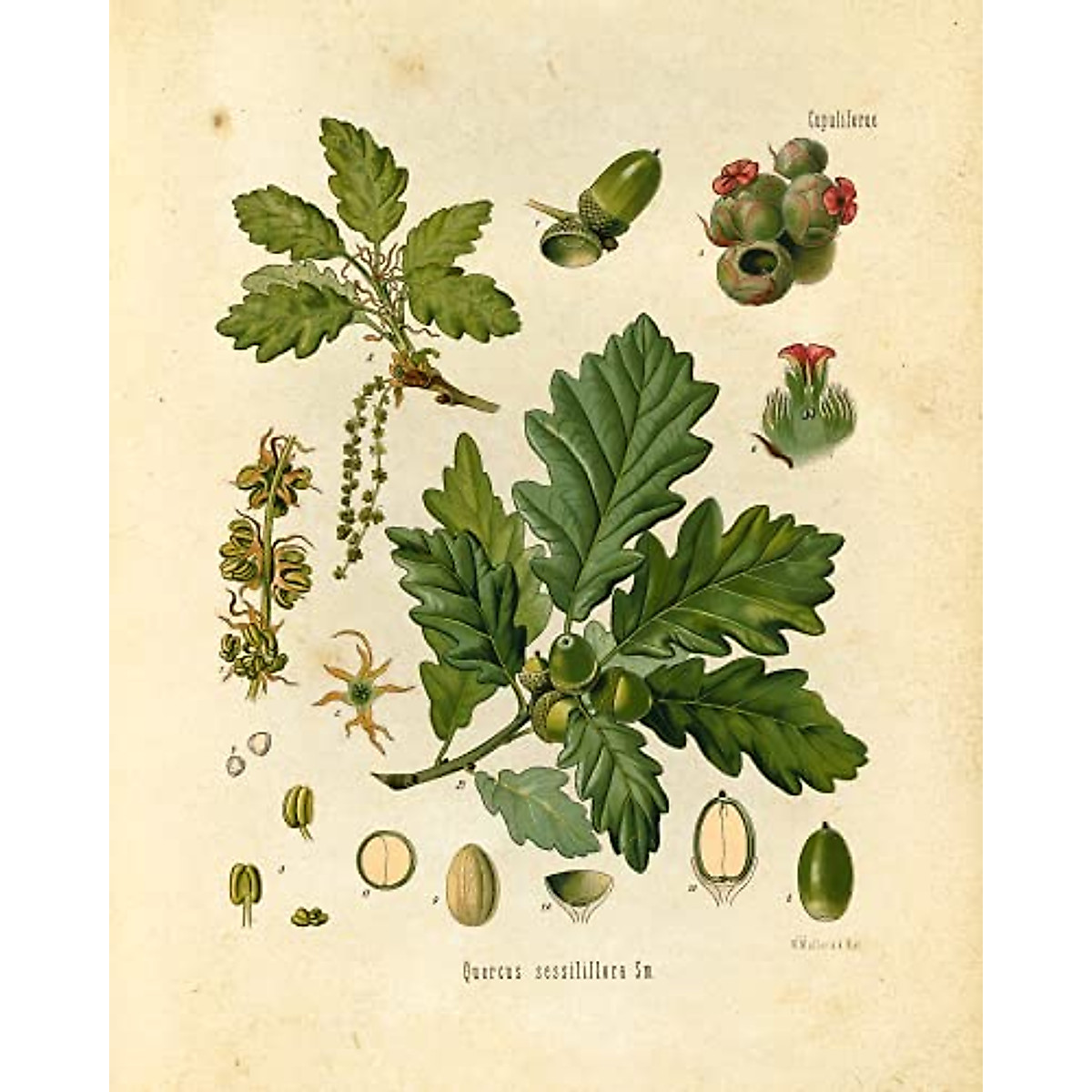 Ink Inc. Botanical Prints Wall Art Ink Inc - Woodland Plants Wildflower Mushrooms Ferns Berries - Set of 9 8x10 Unframed
