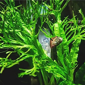 Mainam 4 Different Anubias Nana Amazon Sword Java Fern Windelov Hornwort Tropical Freshwater Live Aquarium Plant Decorations 3 Days BUY2GET1FREE