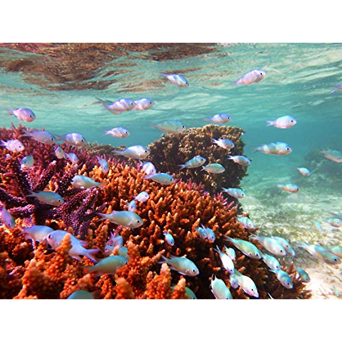 Ricoh WG-70 Orange Waterproof Digital Camera 16MP