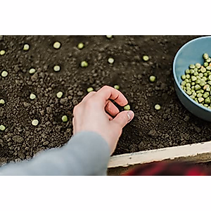 "Wando" Garden Pea Seeds for Planting, 50+ Heirloom Seeds Per Packet, (Isla's Garden Seeds), Non GMO Seeds, Botanical Name: Pisum sativum, Great Home Garden Pea Variety