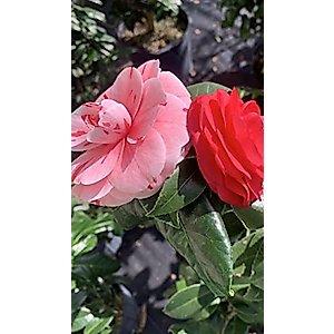Variegated Camellia Japonica Rose Red Pink Plant Color, Ornaments Perennial Garden Simple to Grow Pots, 10 Inches in Tall