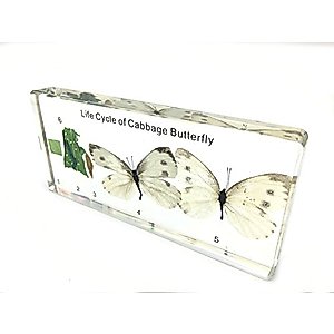 Lifecycle of a Cabbage Butterfly Paperweight Science Classroom Specimens for Science Education