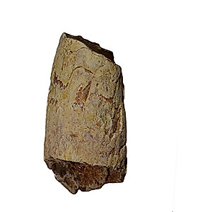 Dinosaur Tooth Genuine Large Spinosaurus Natural Fossil 2" (Qty=1)