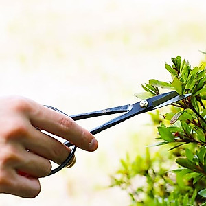 KAKURI Satsuki Bonsai Scissors 7" (180 mm) Professional Bonsai Tool, Japanese Carbon Steel, Black, Made in JAPAN