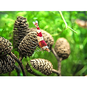 Aquatic Arts 50 Alder Cones | Shrimp Aquarium Decorations |pH Reducer & Buffering Water Treatment |Freshwater Fish Tank Supplies/Accessories