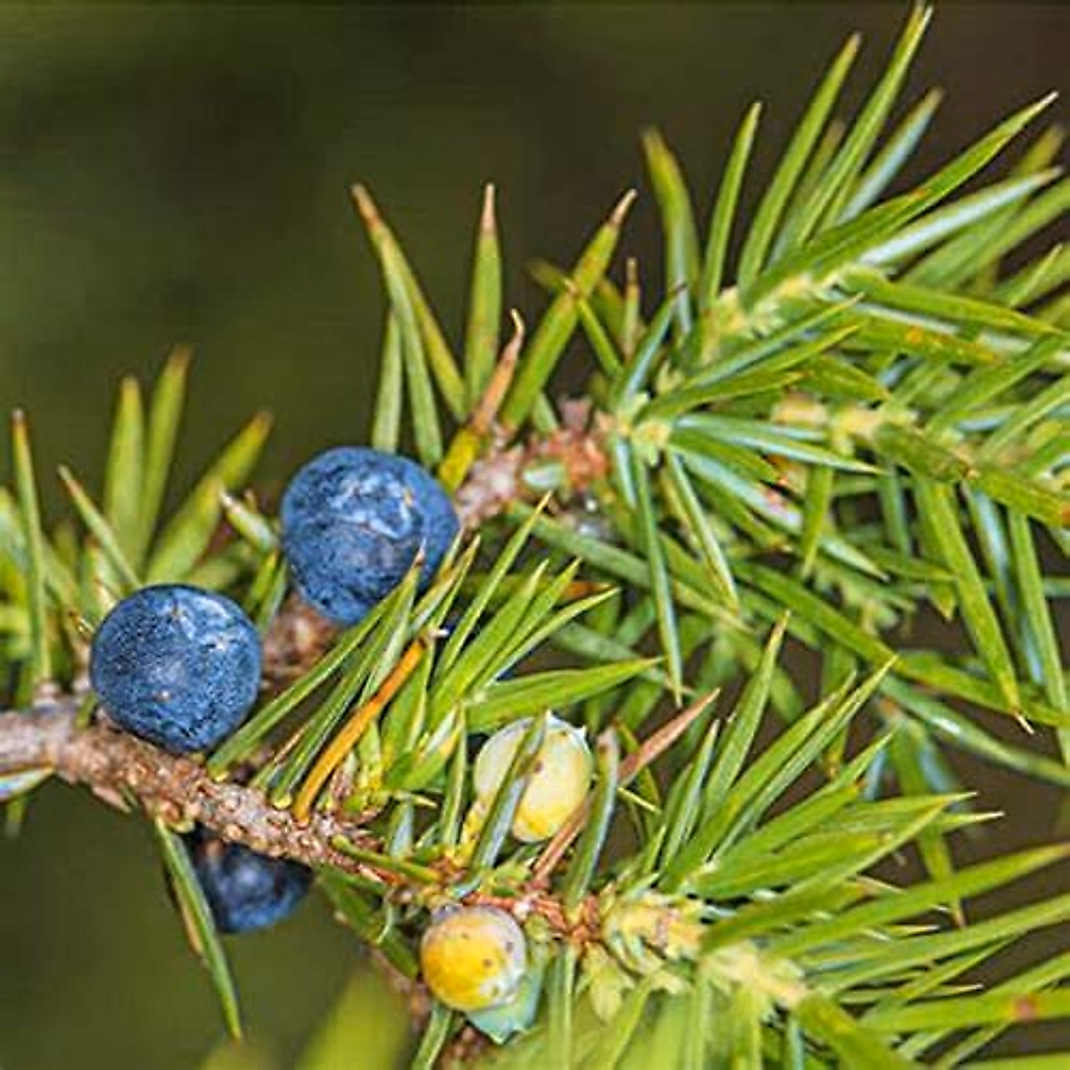 CHUXAY GARDEN Juniperus Communis,Common Juniper,Juniperus Intermedia 60 Seeds Evergreen Shrub Flavor Gin Blue Fruit Ornamental Flowering Plant