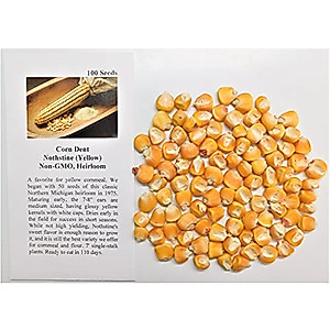David's Garden Seeds Corn Dent Nothstine FBA-9335 (Yellow) 100 Non-GMO, Heirloom Seeds