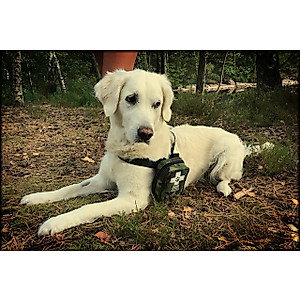 Dog First Aid Kit with Thermometer and Emergency Blanket - Puppy Kit - Pet Safety Supplies for Camping, Walks, Cycling, Car, Hikes - Treat cuts and scrapes