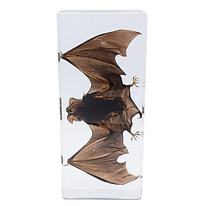 Large Taxidermy Real Bat Specimens Animal Specimen in Resin for Science Classroom Science Education XX-Large (7.9x3.6x1.6 Inch)