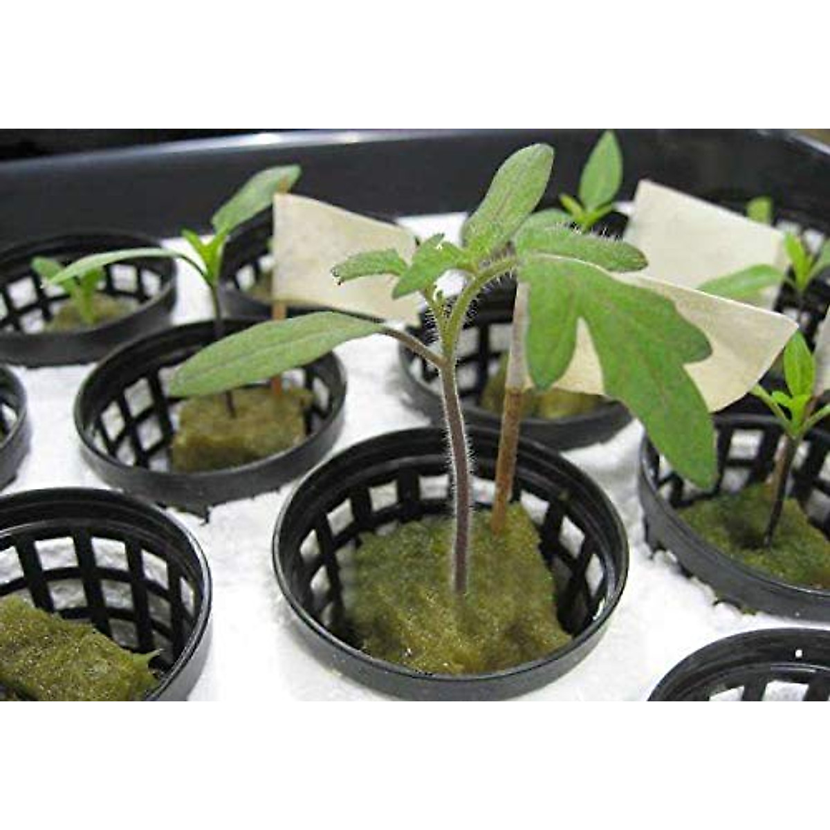 1.5” Rockwool Starter Plugs for Hydroponics, Rockwool Grow Cubes, 1 Sheets of 28 Plugs (Small)