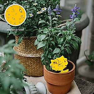 Fruit Fly Traps Fungus Gnat Traps Yellow Sticky Indoor Outdoor Use Protect The Plant
