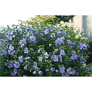 2 Gallon Proven Winners Blue Chiffon Hibiscus