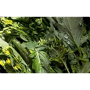 500+ Broccoli Raab (Rabe, Rapini) Seeds-"Del Trasimeno"