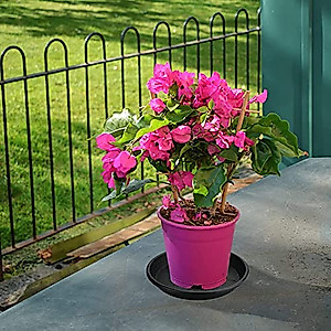 Lechay Black Plant Saucer for Indoors,3 Pack 12inch Plastic Flower Plant Pot Saucer, Plastic Plant Saucer Drip Trays for Indoor and Outdoor Plants(3)