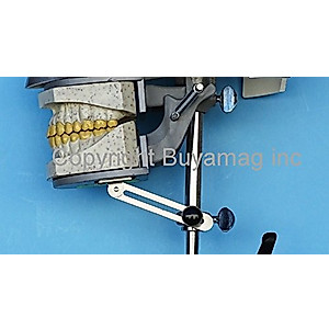 Dental X-Ray Simulator Manikin Training Model