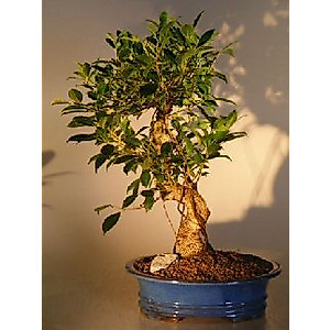 Bonsai Boy's Ficus Retusa Golden Coin Bonsai Tree Curved Trunk - Extra Large ficus retusa