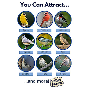 Valley Farms Hi-Flite Wild Bird Food for Outside Feeders- Best Value Economy Wild Bird Seed for All Species of Birds with Black Oil Sunflower, 5 LBS 2-Pack (10 LBS Total)