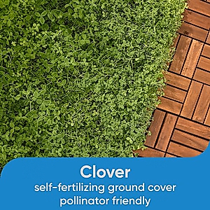 Scotts Pursue Clover Lawn, Rich in Natural Ingredients, 2 lbs.