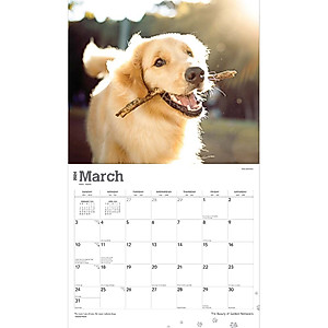 The Beauty of Golden Retrievers | 2024 14 x 24 Inch Monthly Deluxe Wall Calendar | Sticker Sheet | StarGifts | Animal Dog Breeds
