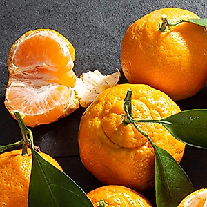 Thank You Grand Fruit Gourmet and Snacks Basket