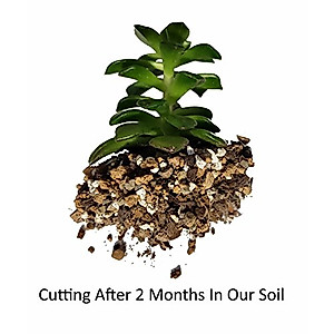 Succulent & Cactus Soil Mix - Premium Pre-Mixed Fast Draining Blend (1.25 Dry Quarts)