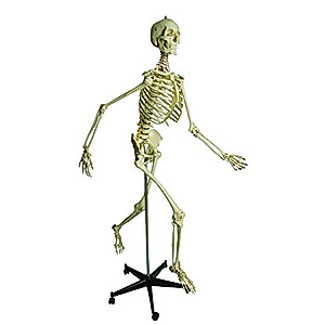 Rudiger Anatomie Physiological Skeleton with Flexible Spine, Spinal Cord, Vertebral Arteries, Mounted Herniated Disc and Sectioned Sacrum, Includes Display Stand with Casters, Dust Cover, and Warranty