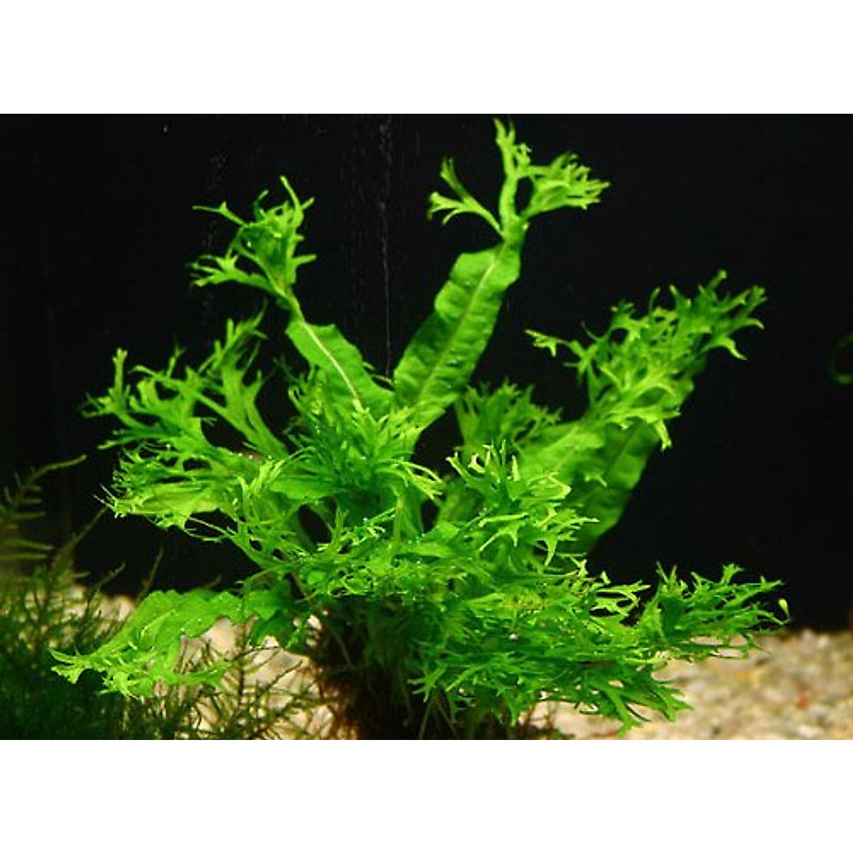 Java Fern Windelow - Easy Freshwater Live Aquarium Plant