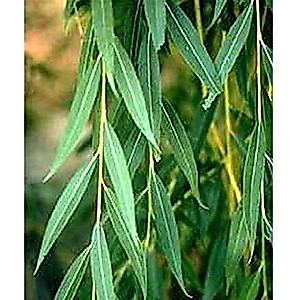 Two (2) Globe Willow Tree Cuttings - Fast Growing Shade or Privacy - Get 2 Live Tree Plants - Globe Willow - Great for Bonsai