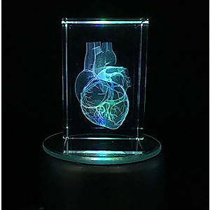 3D Human Heart Anatomical Model Paperweight(Laser Etched) in Crystal Glass Cube Science Gift (No Included LED Base)(3.1x2x2 inch)