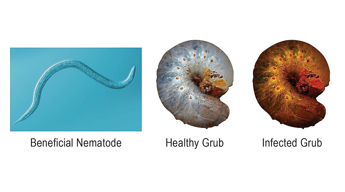 Beneficial Nematodes for Pest Control - 50 Million Count