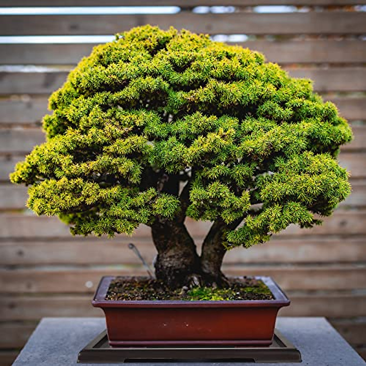 2 Pack Bonsai Humidity Tray 9 Inch Drip Tray Rectangular Plastic Plant Water Catcher Tray Plant Saucers for Indoors and Outdoors Cactus, Succulents, Bonsai Tree, Houseplants Drainage and Moisture