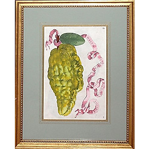 Plate 65: Malvm Citrevm Vvlgare Bellvatvm