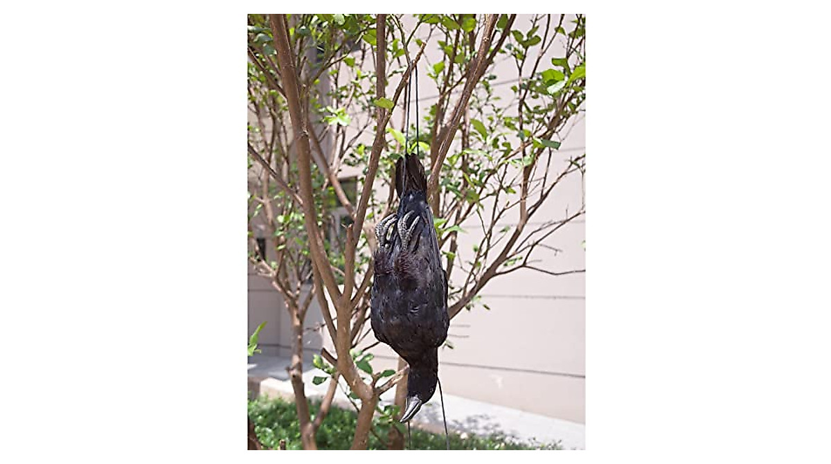 Etistta 17" Realistic Dead Crow Decoy | Outdoor Bird Control