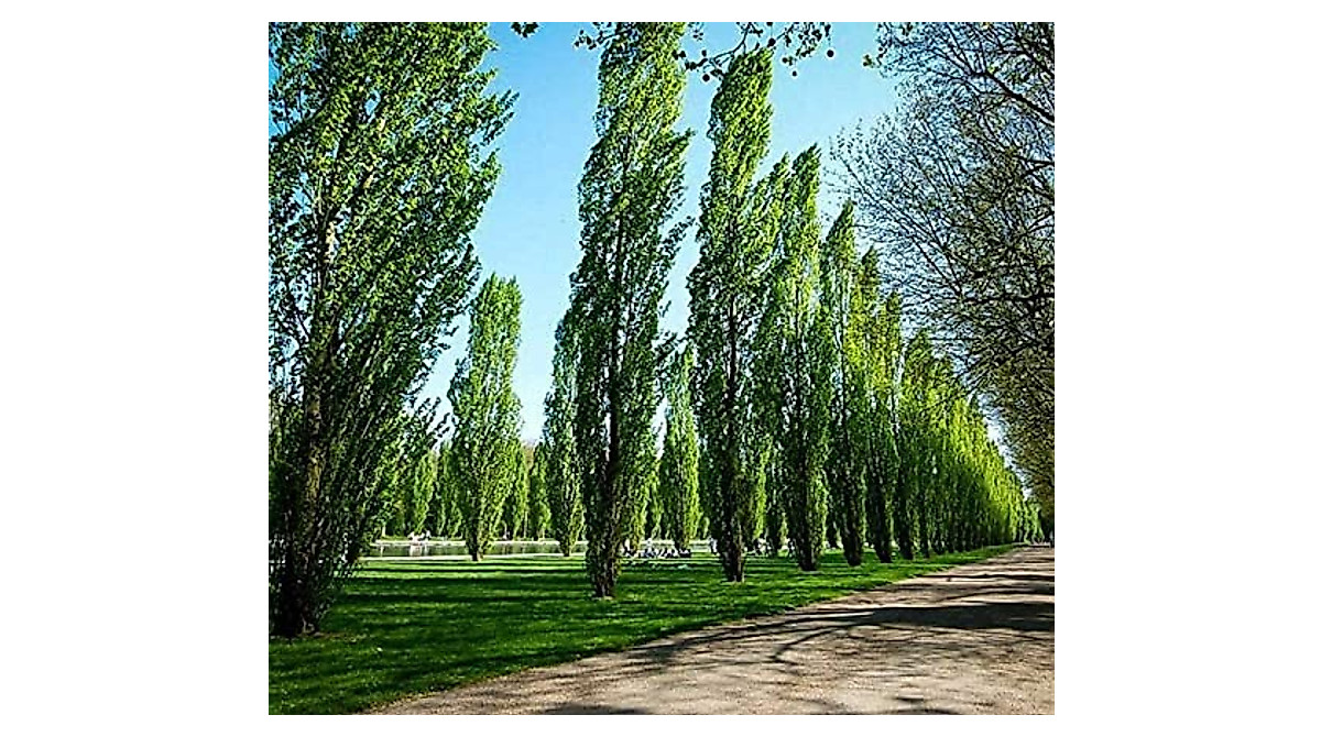 Fast-Growing Lombardy Poplar Trees for Privacy & Landscape Impact