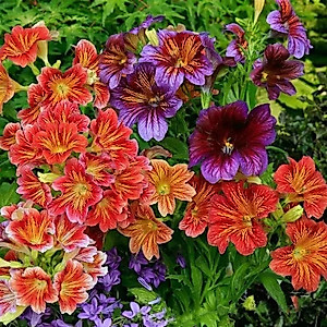 MESay Chilean Morning Glory Seeds - 100 Mixed-Color Seeds for Stunning Garden Flowers