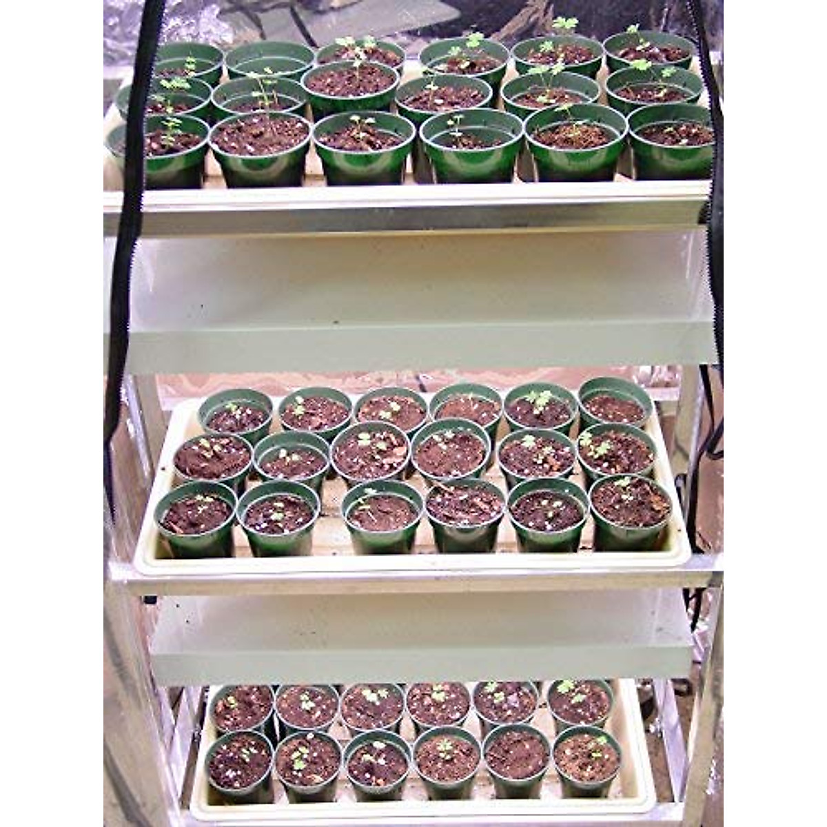 TickleMe Plant Classroom or Homeschool Science Fun Planting Party kit - for 30 Students - Grow The House Plant That Closes Its Leaves When You Tickle It. Includes Activity Book