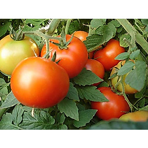 Early Girl Tomato - One of The Earliest Tomatoes(25 - Seeds)
