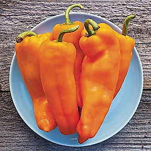 David's Garden Seeds Pepper Specialty Lively Sweet Italian FBA-00037 (Orange) 25 Non-GMO, Open Pollinated Seeds
