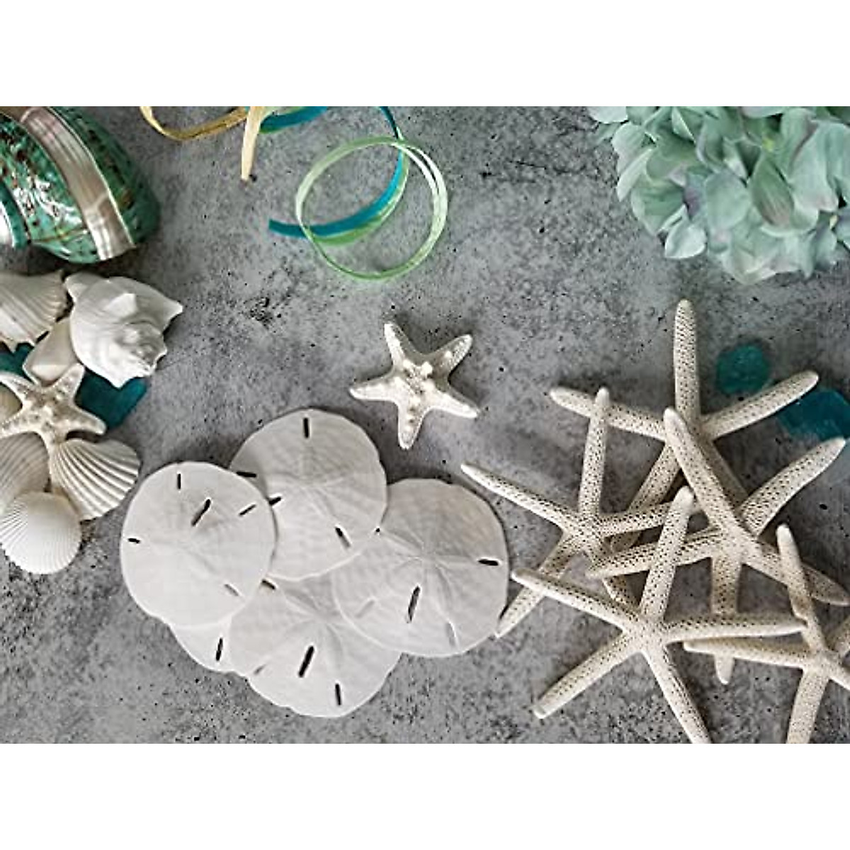 White Sand Dollars 2.5"-3" - 10pcs - Wedding Seashell Craft - Hand Picked and Professionally Packed by Tumbler Home