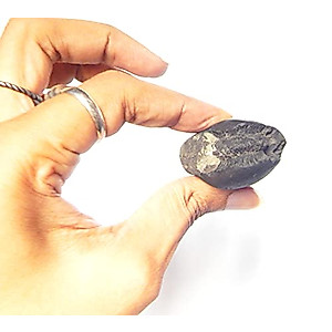 phoenix888 Daamodarah Sudarshan Shaligram 1.5cm - 2.5cm