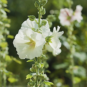 400+ Mix Hollyhock Seeds for Planting (Alcea Rosea) Multicolored Double Hollyhock