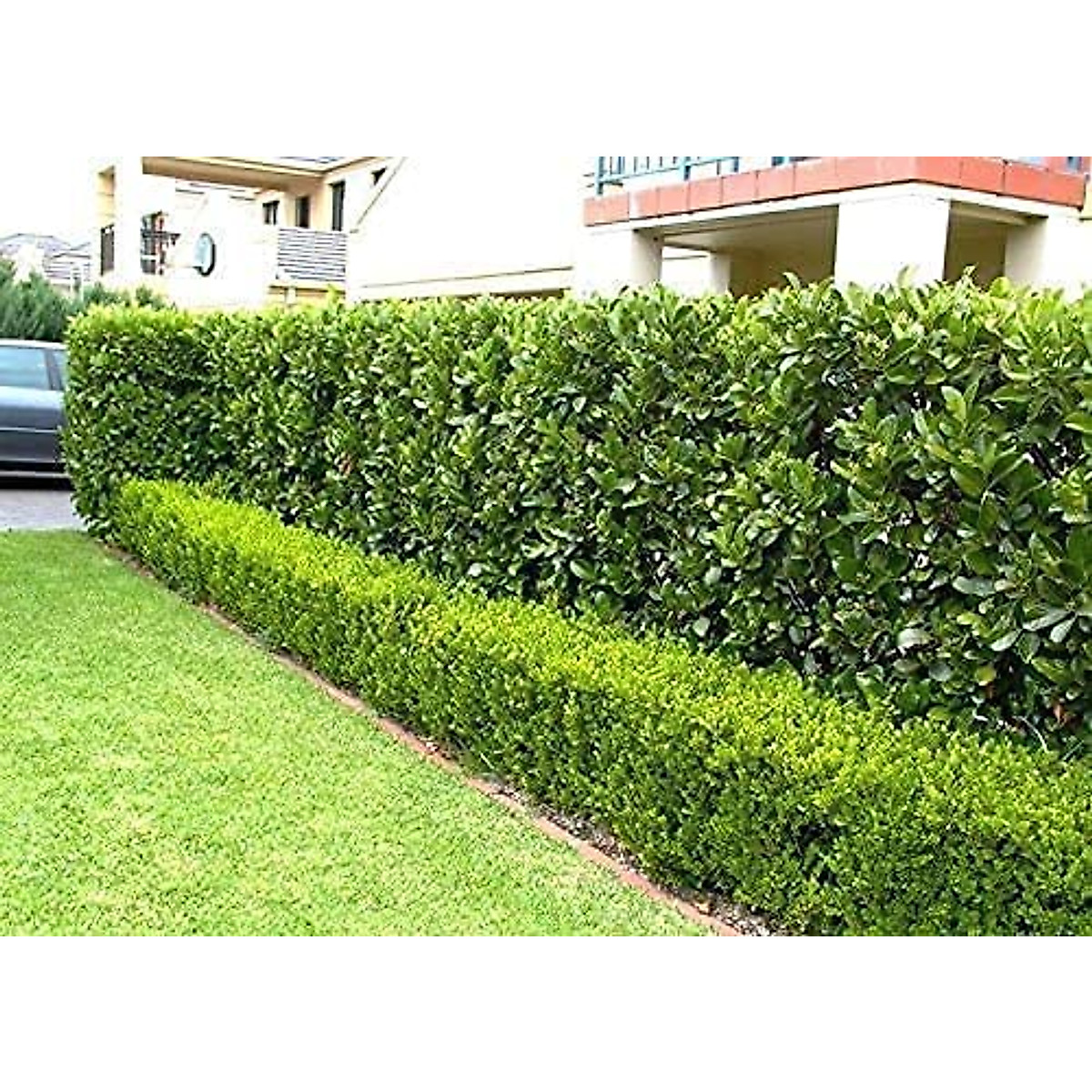 Sweet Viburnum Odoratissimum | 2 Live #1 Size Plants | Fast Growing Evergreen Privacy Screening Shrubs