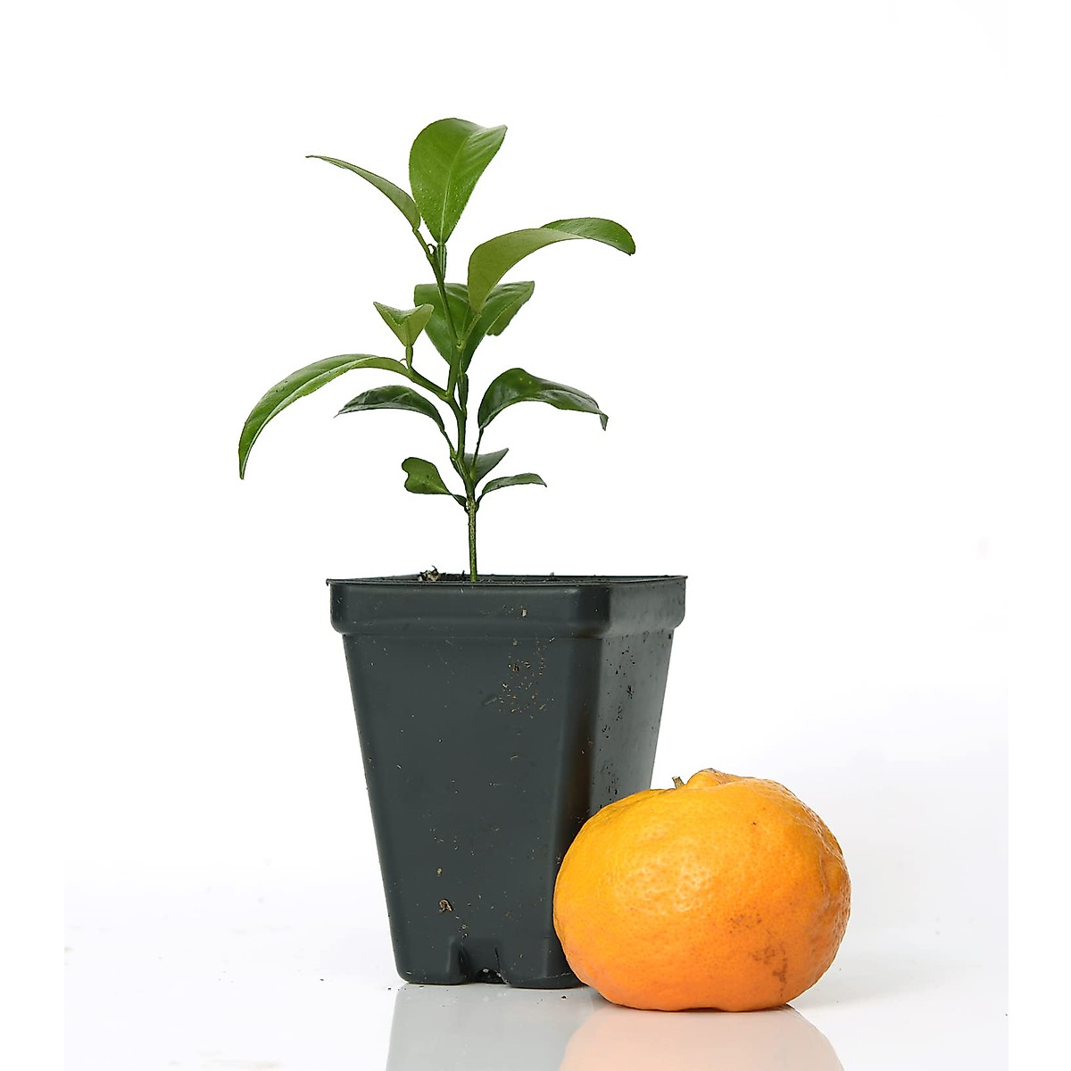 Gerald Winters and Son Satsuma Mandarin Tree Starter Plant. Citrus unshiu. 3'' - 5''