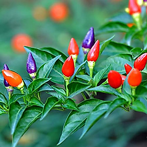 50Pcs Vegetable Ornamental Pepper Seeds for Planting 5 Color Pepper Plant Seeds Rainbow Plant Vegetable Seed ,for Growing Seeds in The Garden or Home Vegetable Garden