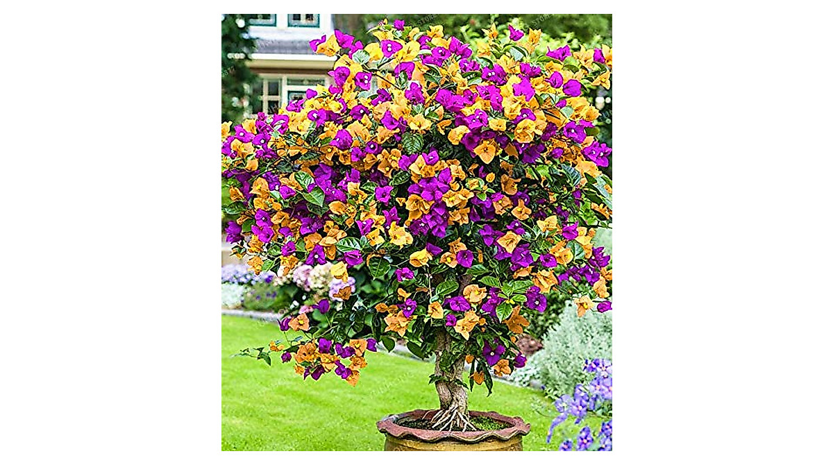 Dichondra Fresh 100 pcs Bougainvillea Flower Seeds for Planting Dark ...