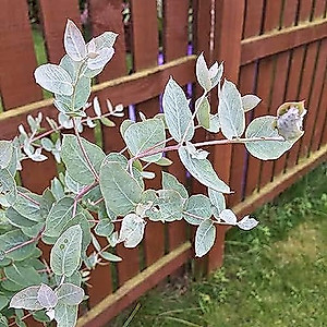 CHUXAY GARDEN Eucalyptus Cinerea Tree Seed,Argyle Apple,Silver Dollar Tree 25 Seeds Evergreen Tree Air Purifier Aromatic Adding a Decorative Appeal Low-Maintenance