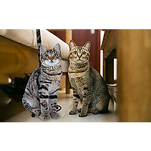 oUUoNNo Funny Cat Paper Towel Holder Standing Cat Toilet Paper Towel Dispenser for Kitchen Table Bathrooms Cat Decorations for Home Tissue Toilet Roll Orgainzer