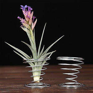 40 Pack Air Plant Stand Holder Tillandsia Airplant Container with Suction Cup Tabletop Planter Display Racks for Hanging Tillandsia House Plants