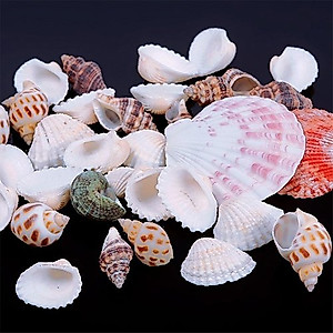 wsloftyGYd 100g Mixed Sea Beach Shells Crafts Seashells Aquarium Decor Photo Props