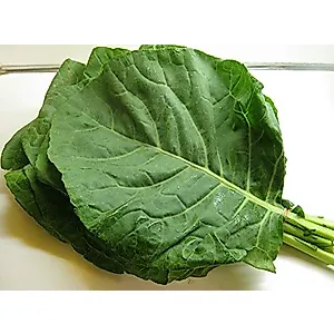 100+ Giant Collard Georgia Southern Seeds Herb Collards Heirloom Non-GMO from USA